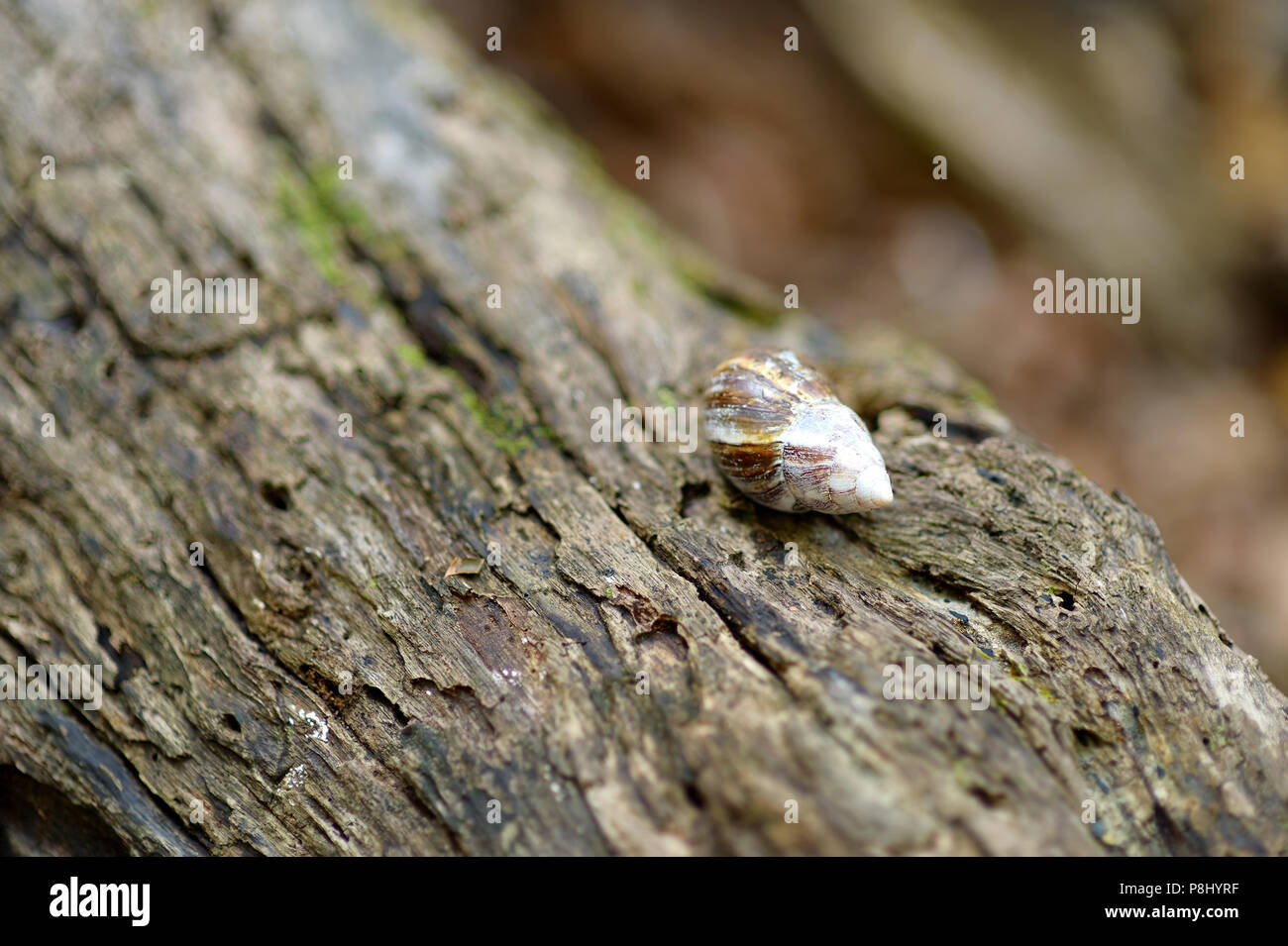 Tropical seashell hi-res stock photography and images - Alamy