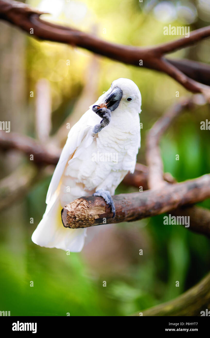 White cockatoo parrot sitting on a branch Stock Photo - Alamy