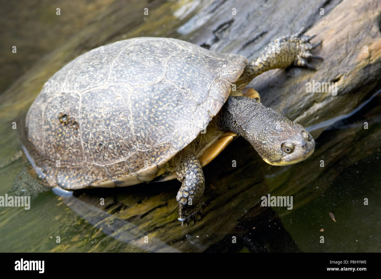 Common turtle hi-res stock photography and images - Alamy