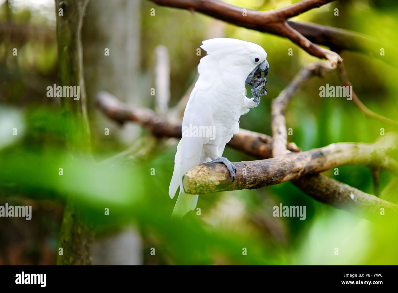White cockatoo parrot hi-res stock photography and images - Alamy