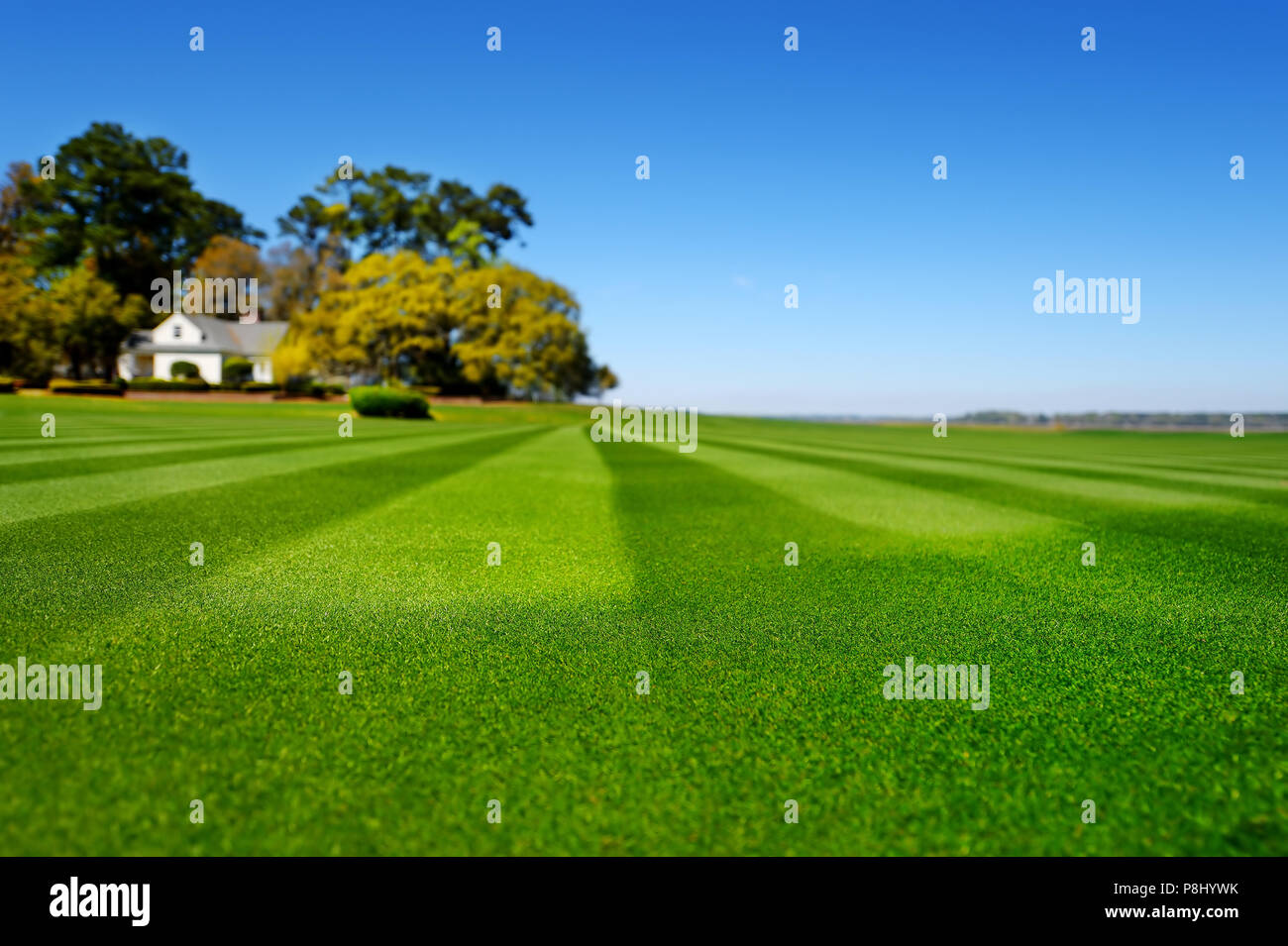 Perfectly striped freshly mowed garden lawn in summer Stock Photo - Alamy