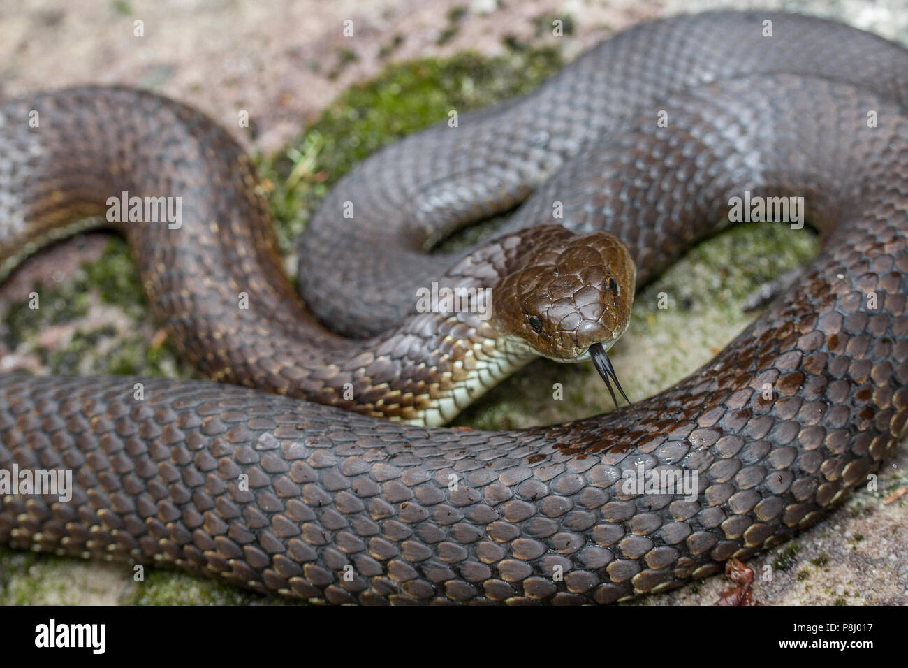 Eastern Tiger Snake Stock Photo - Alamy