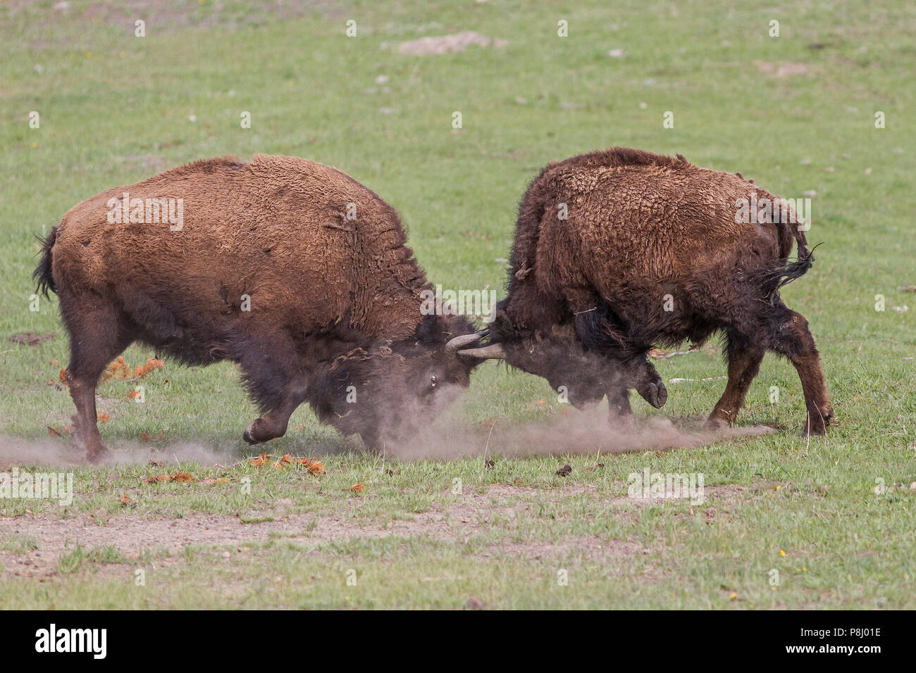 American bison and fighting hi-res stock photography and images - Alamy