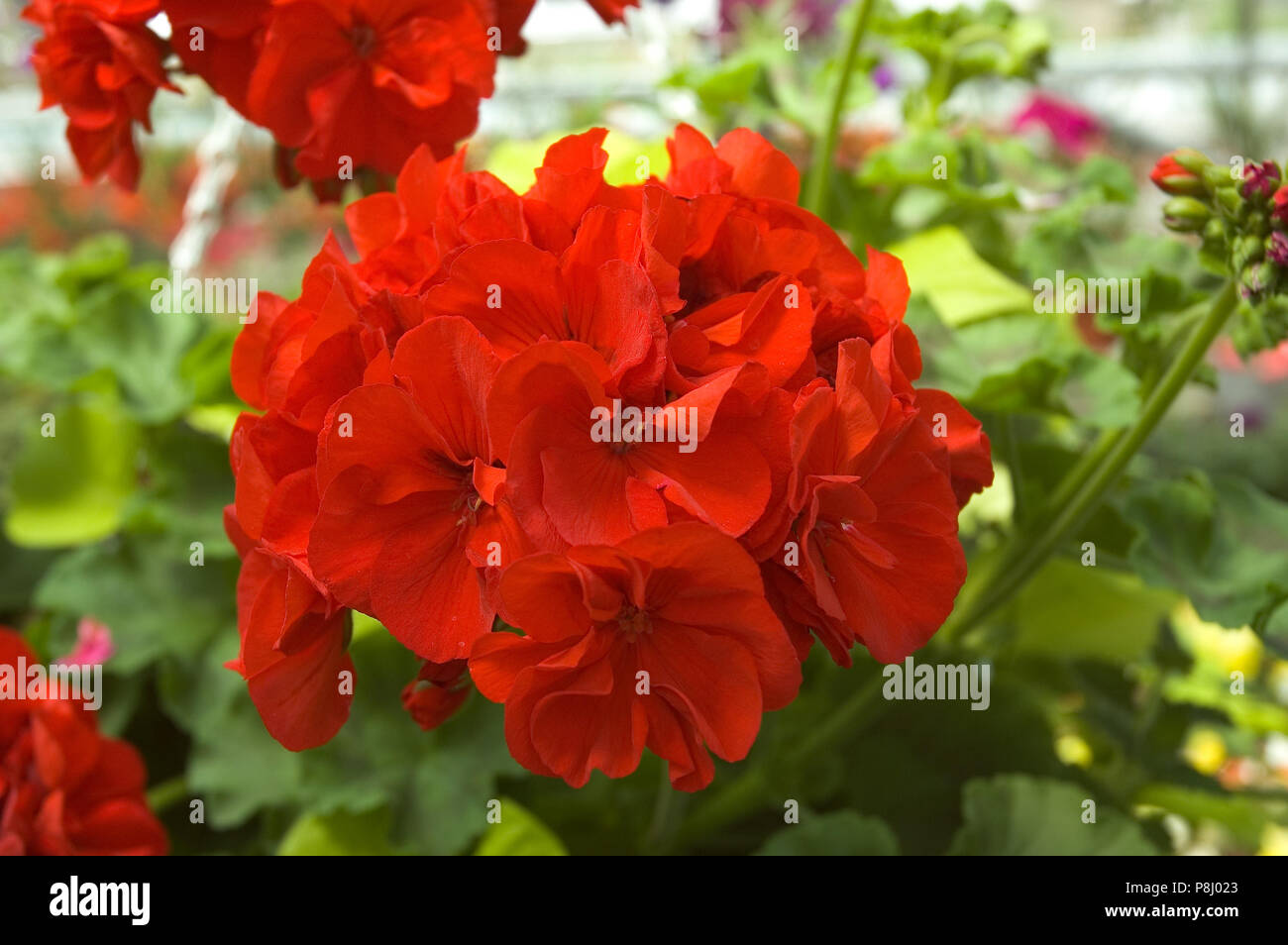 Red geranium hanging basket hi-res stock photography and images - Alamy
