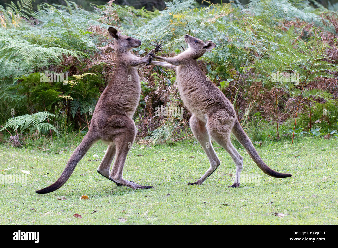 Kangaroos Fighting Stock Photos & Kangaroos Fighting Stock Images - Alamy