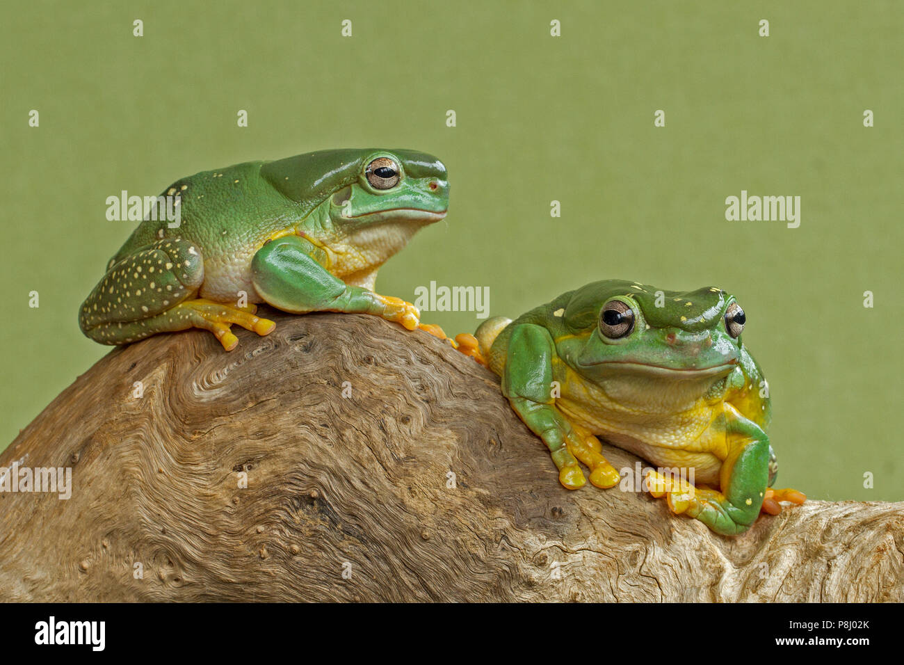 Magnificent Tree Frog Stock Photo - Alamy