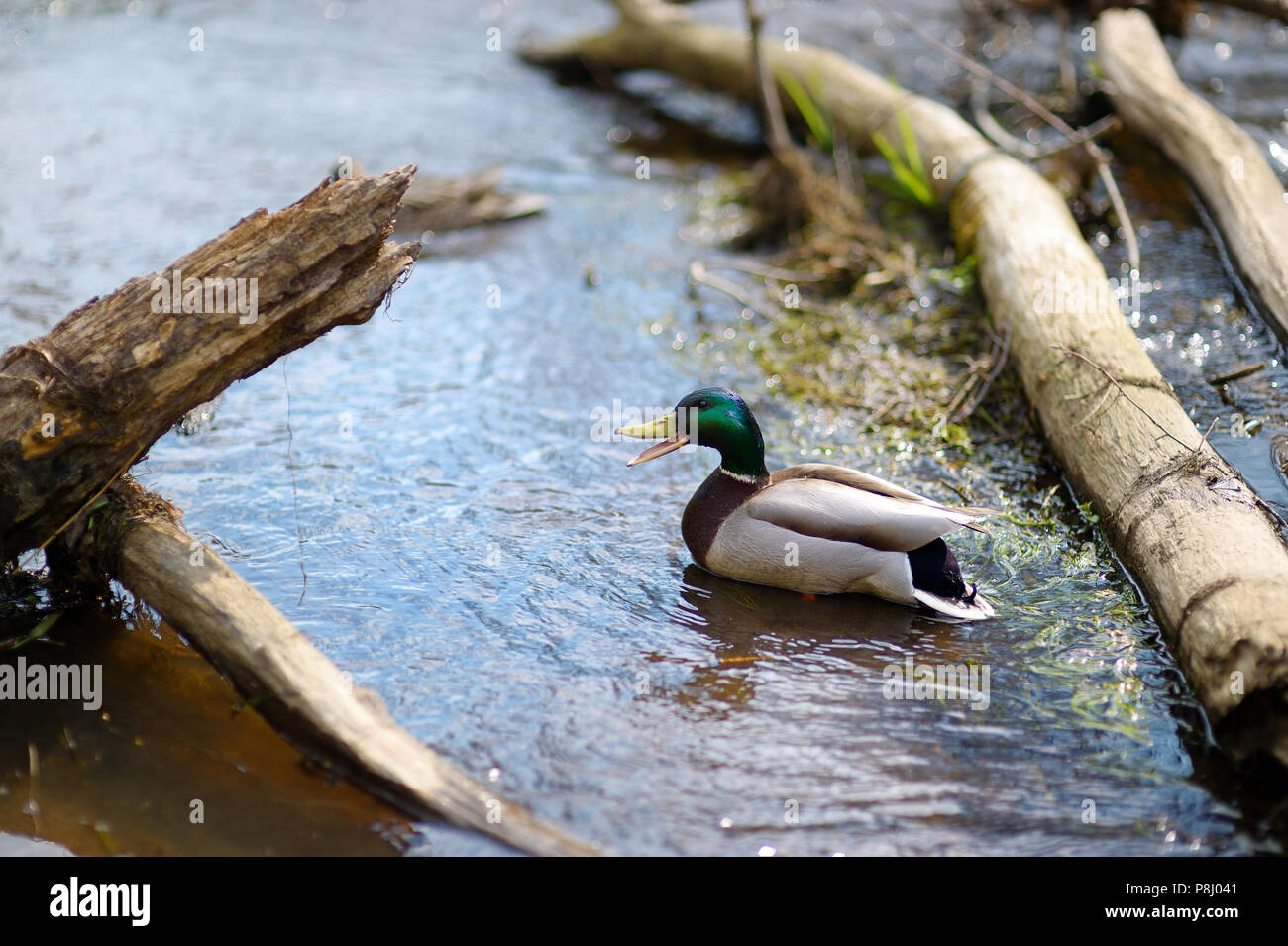 Duck in the river hi-res stock photography and images - Alamy