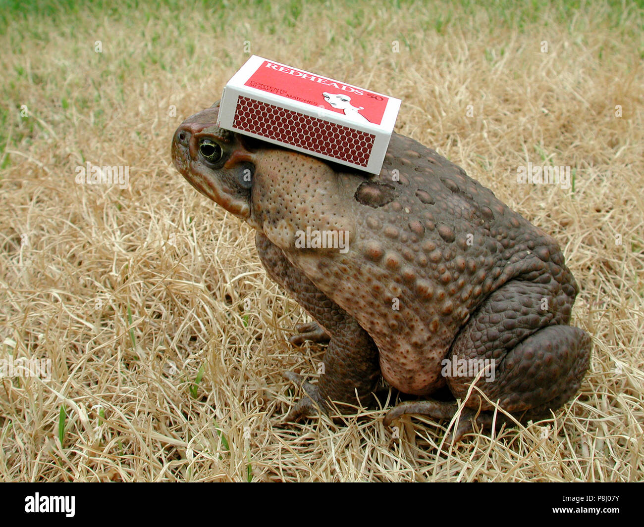 Large cane toad rhinella marina hi-res stock photography and images - Alamy