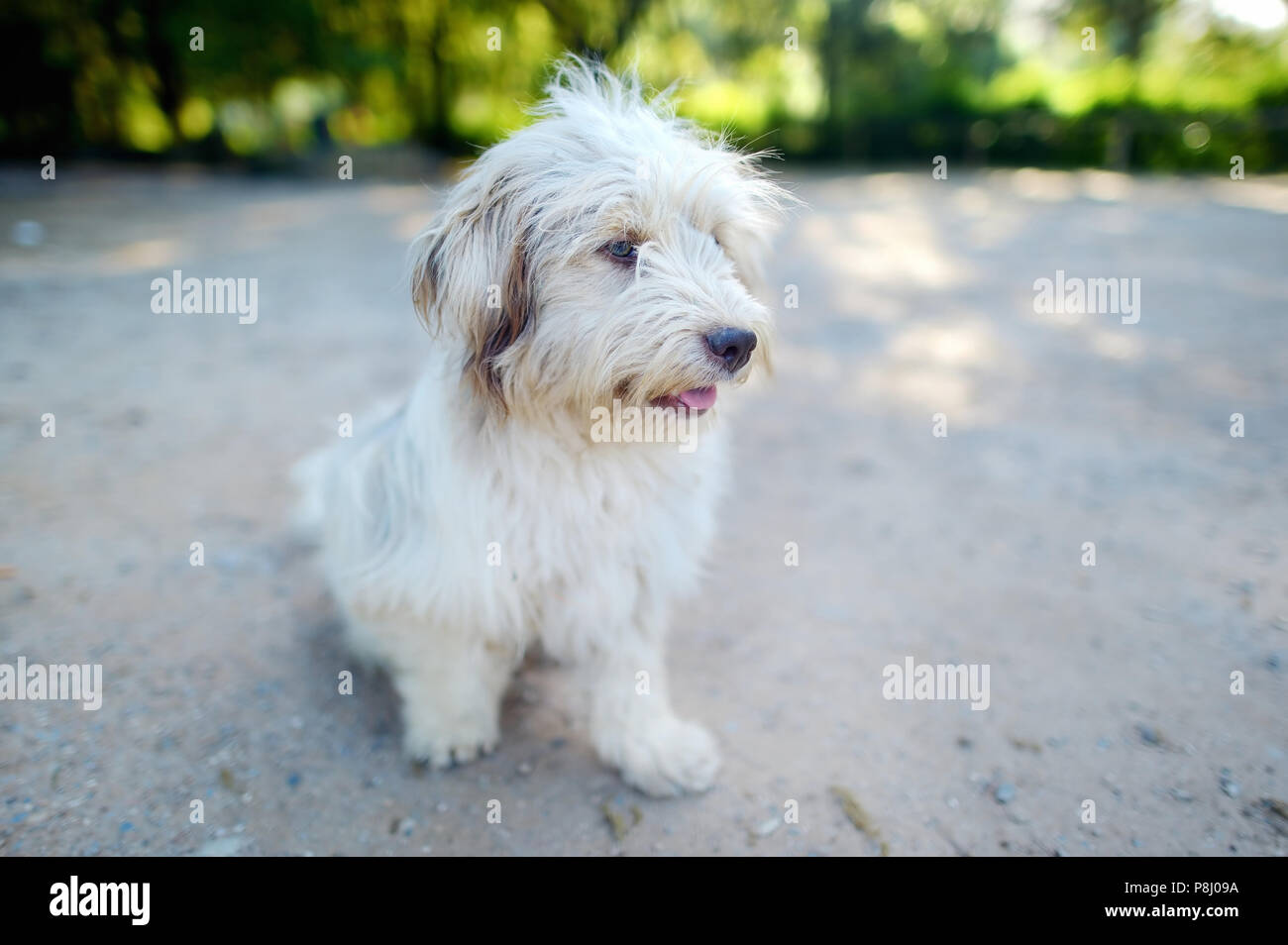 White mongrel hi-res stock photography and images - Alamy