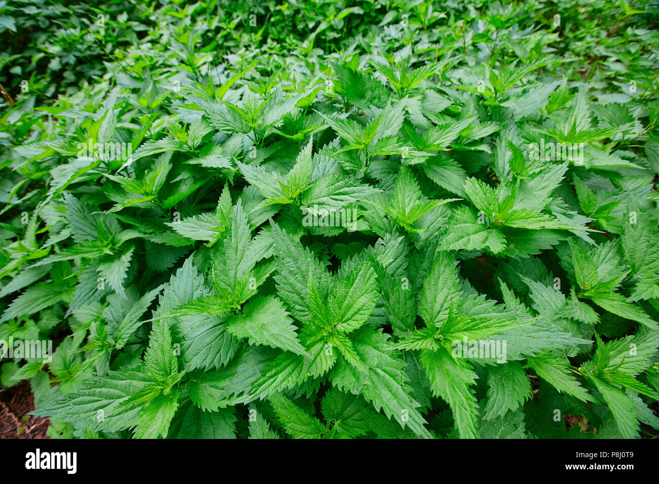 Field of burning nettle with fresh green leaves. Thickets of medicinal ...