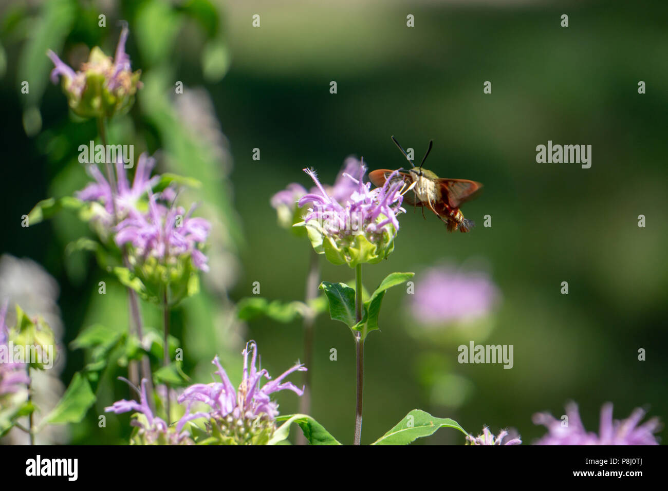 Bug flying by plant Stock Photo - Alamy