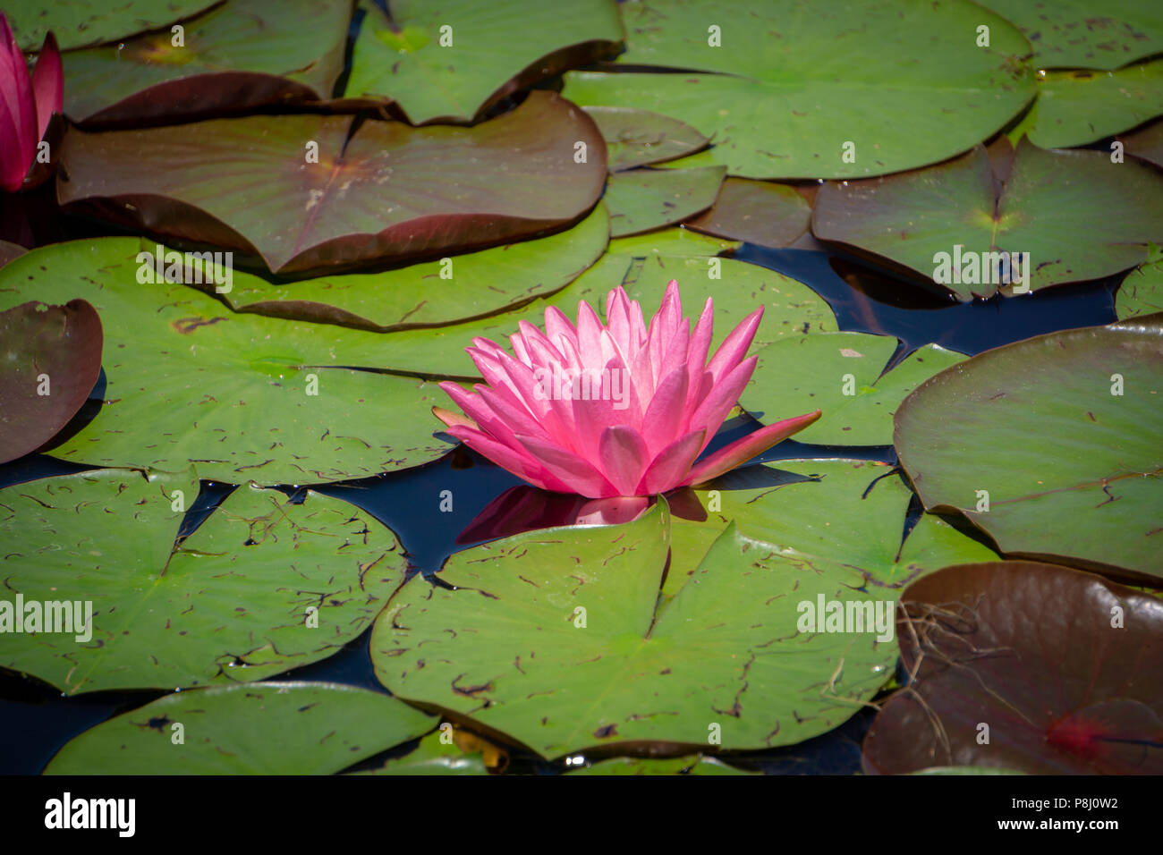 Cattails water lillies hi-res stock photography and images - Alamy