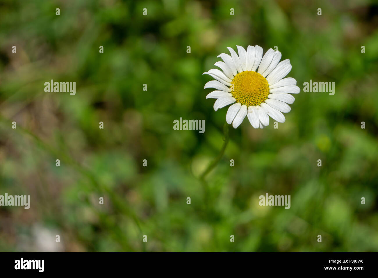 New york daisy hi-res stock photography and images - Alamy