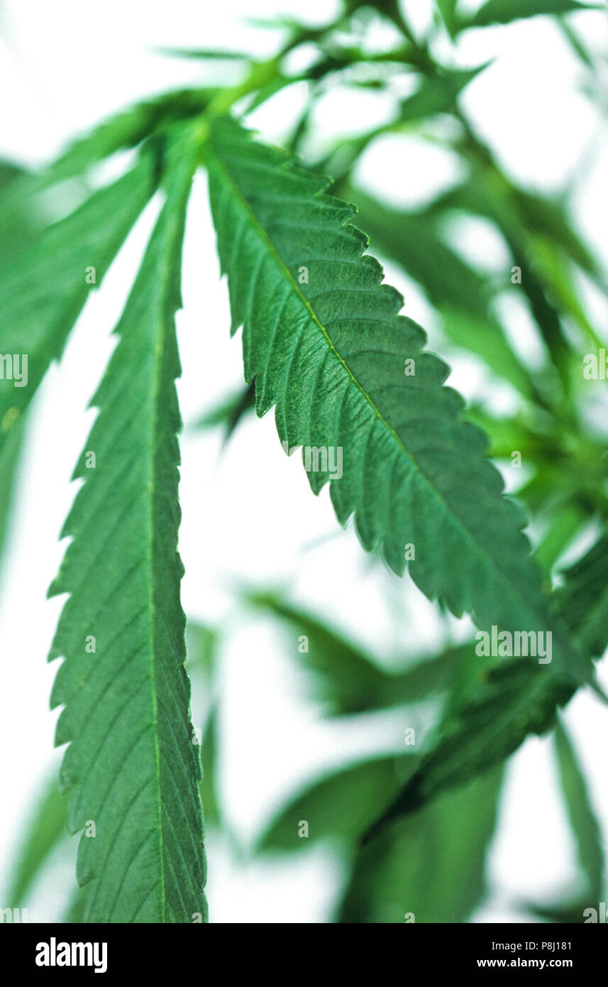 Marijuana Leaf High Resolution Stock Photography and Images - Alamy