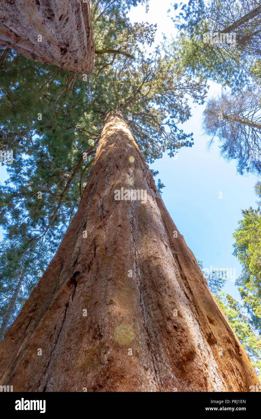 Giant sequoia mountain hi-res stock photography and images - Alamy