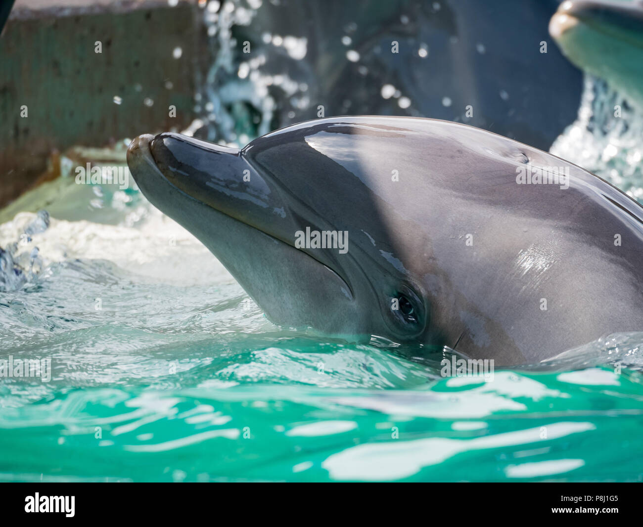 Cute Dolphin in the famous SeaWorld at San Diego Stock Photo - Alamy