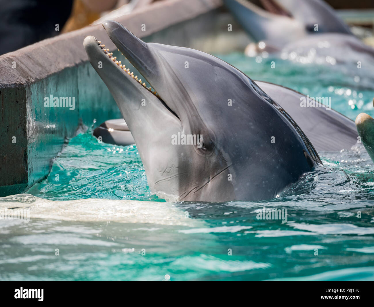 Dolphin seaworld hi-res stock photography and images - Alamy