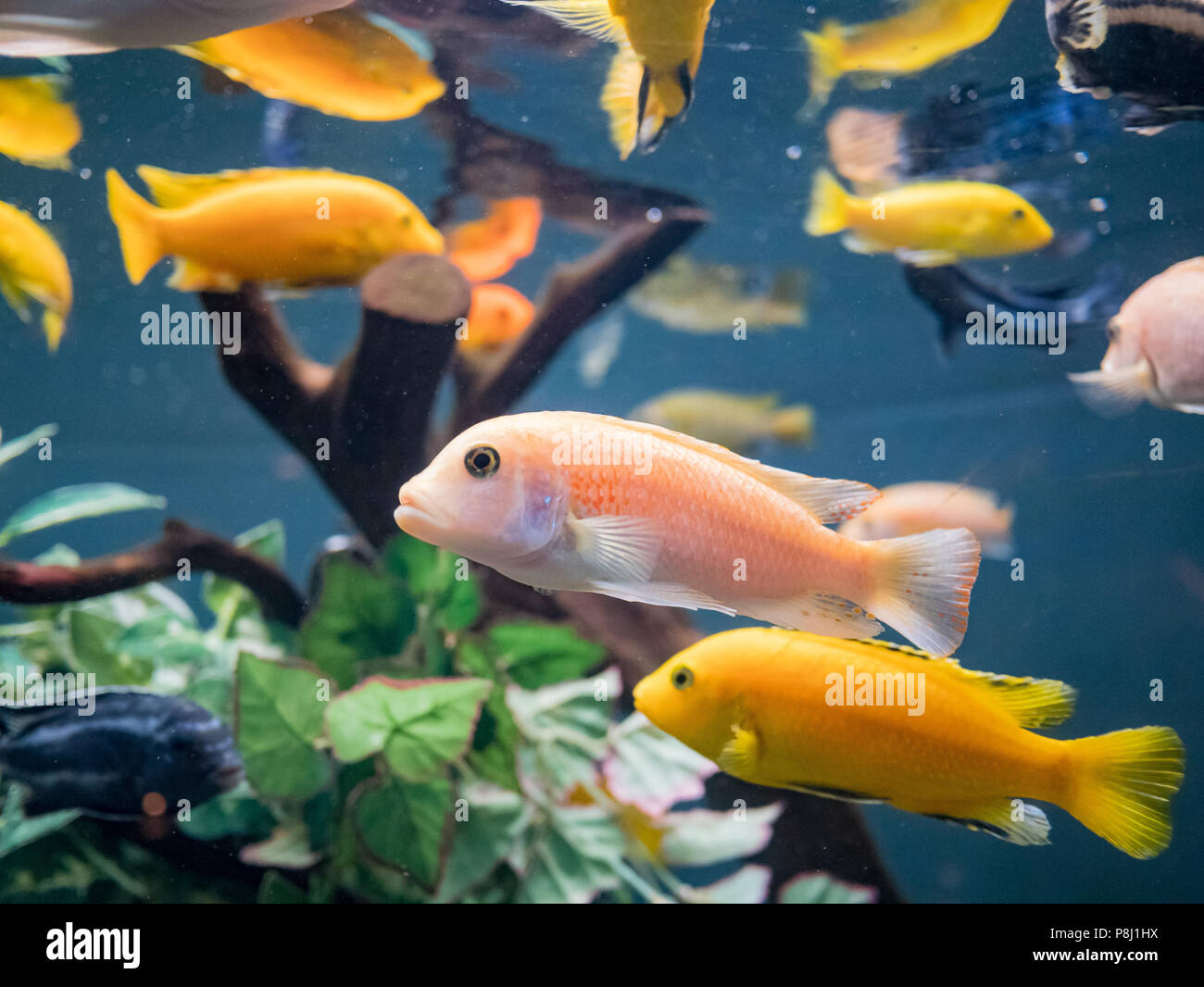Fish swimming in the Aquariums of the famous SeaWorld at San Diego ...