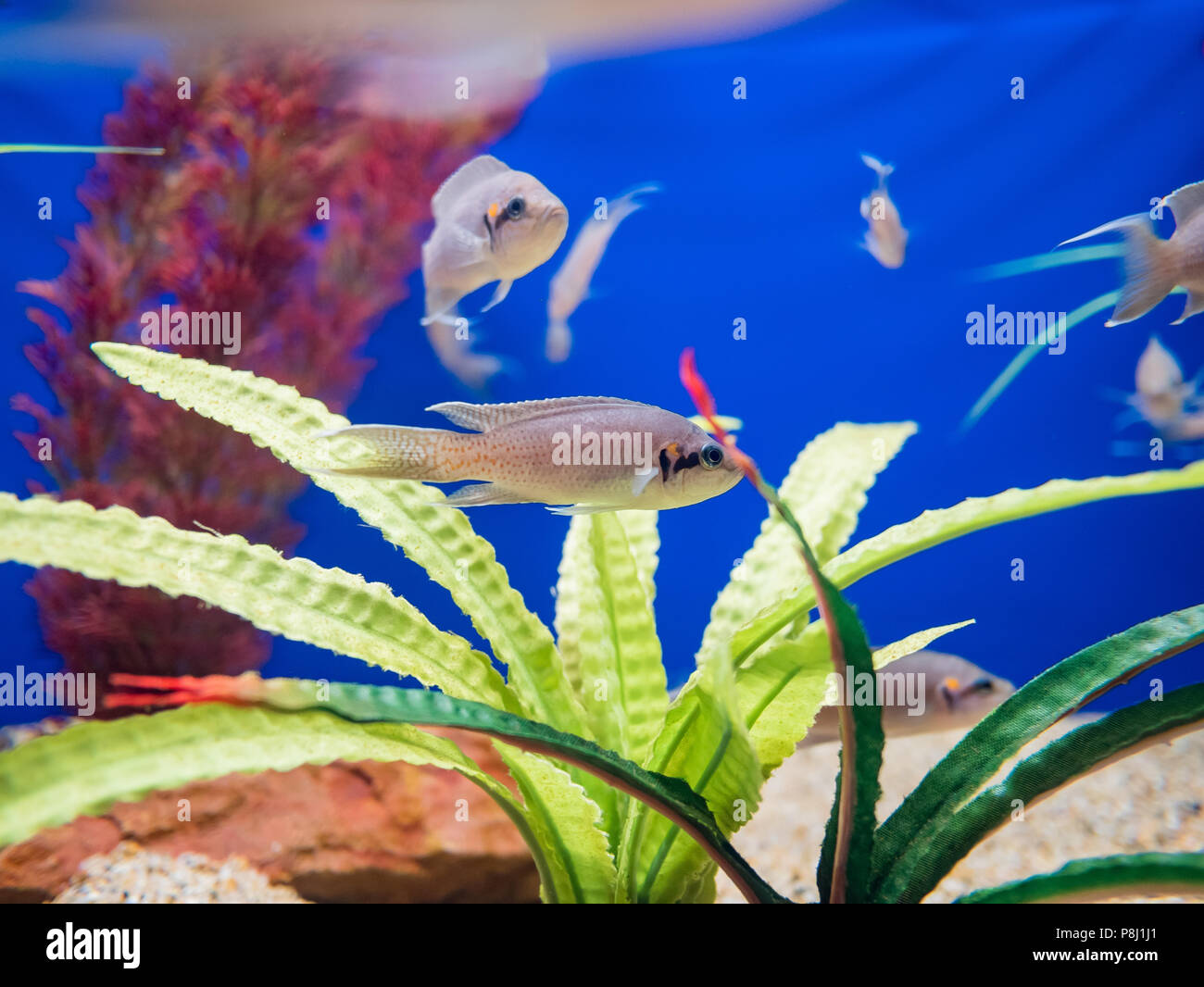 San diego seaworld family hi-res stock photography and images - Alamy