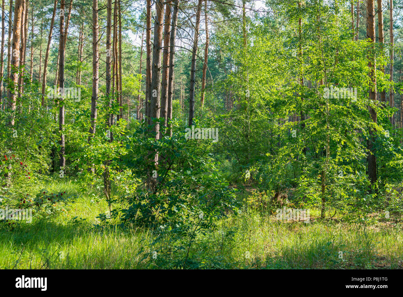 Beautiful nature at morning in the misty spring forest with sun rays ...