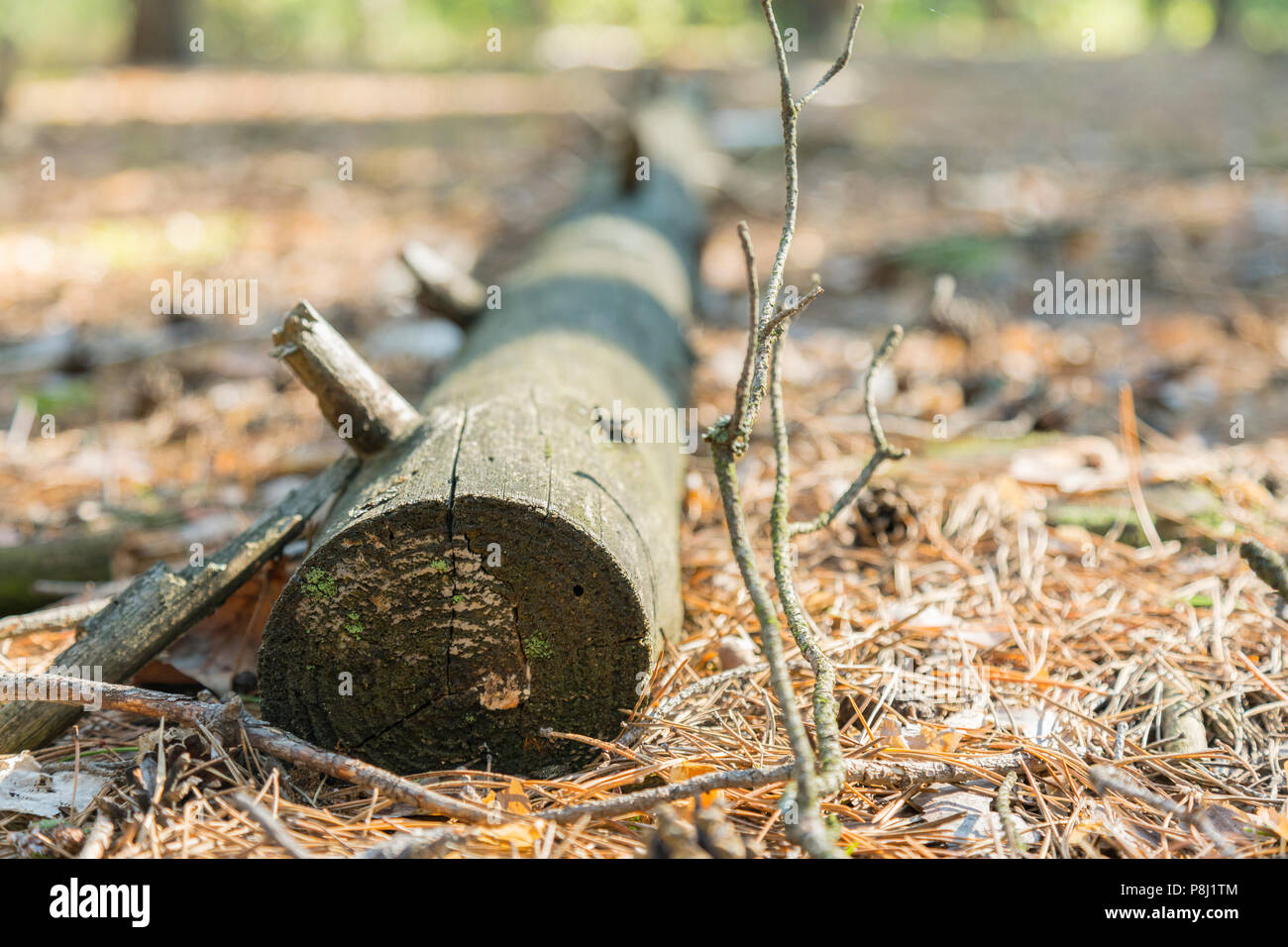 Leaf Covered Path in Forest with Fallen Logs. a fallen tree in the ...