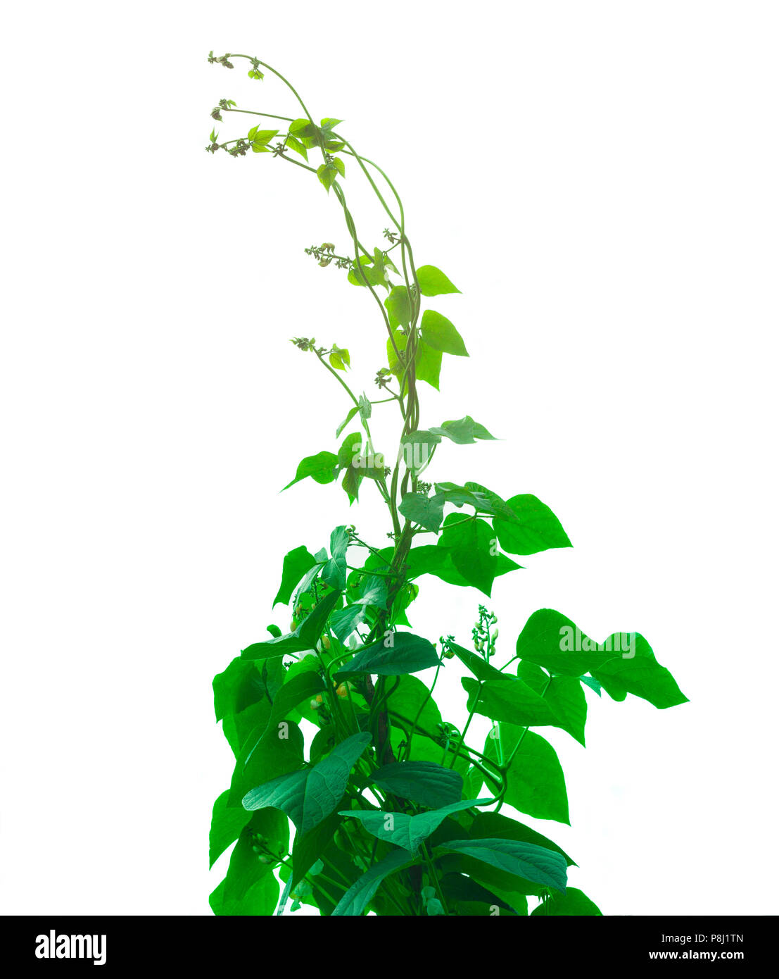 beans plant and leaf isolated on white background Stock Photo - Alamy