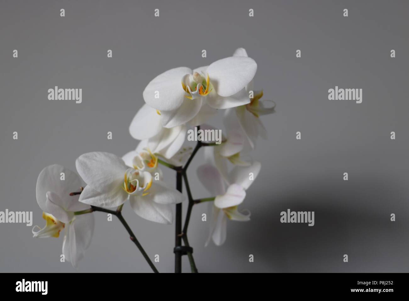 Grey orchid hi-res stock photography and images - Alamy