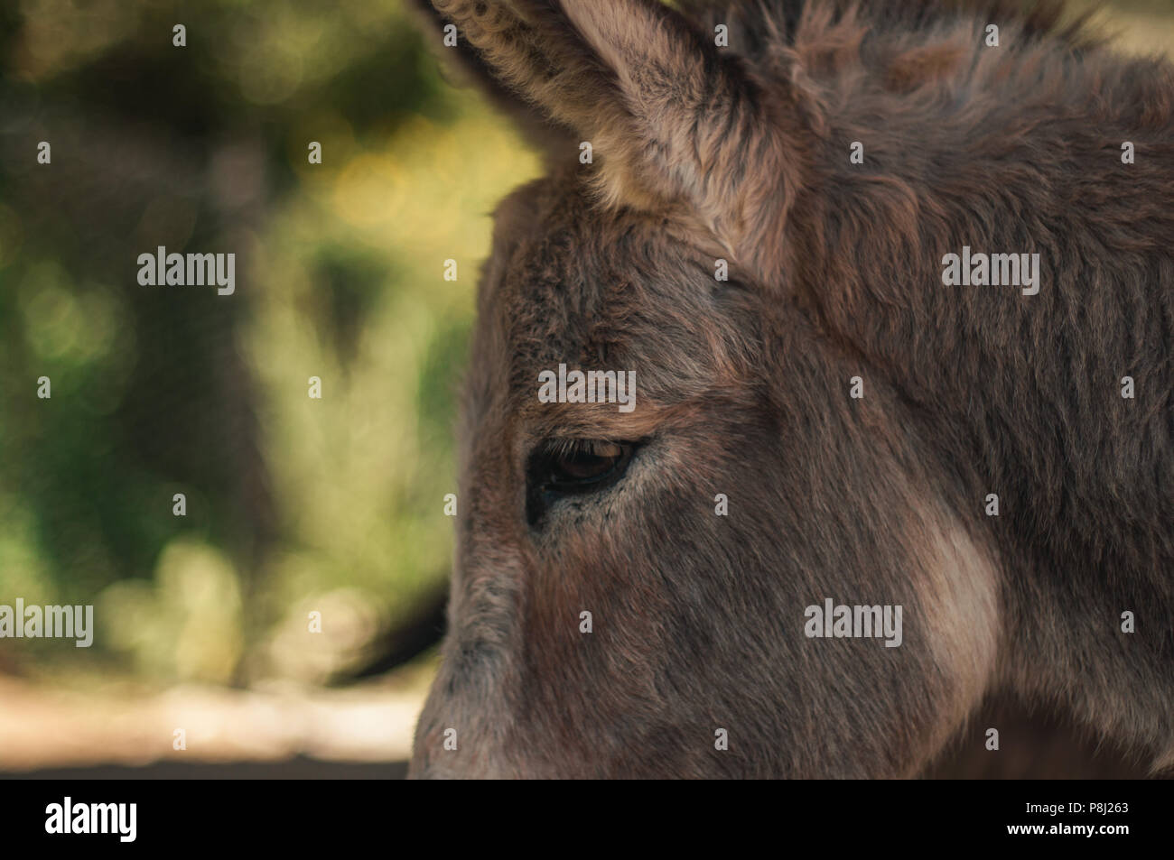 Donkey eyes hi-res stock photography and images - Alamy