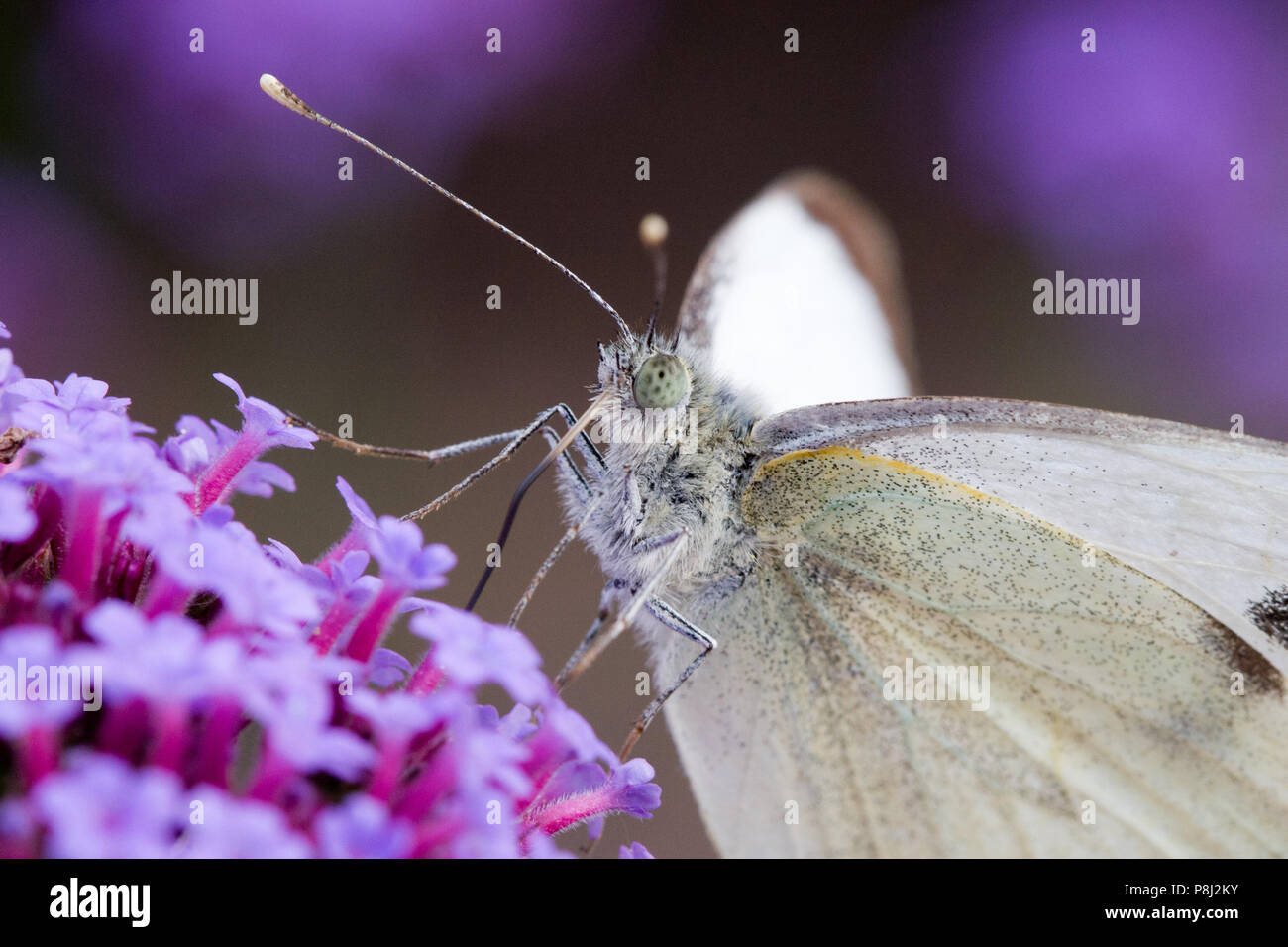Large White, Pieris brassicae, UK, Europe Stock Photo - Alamy