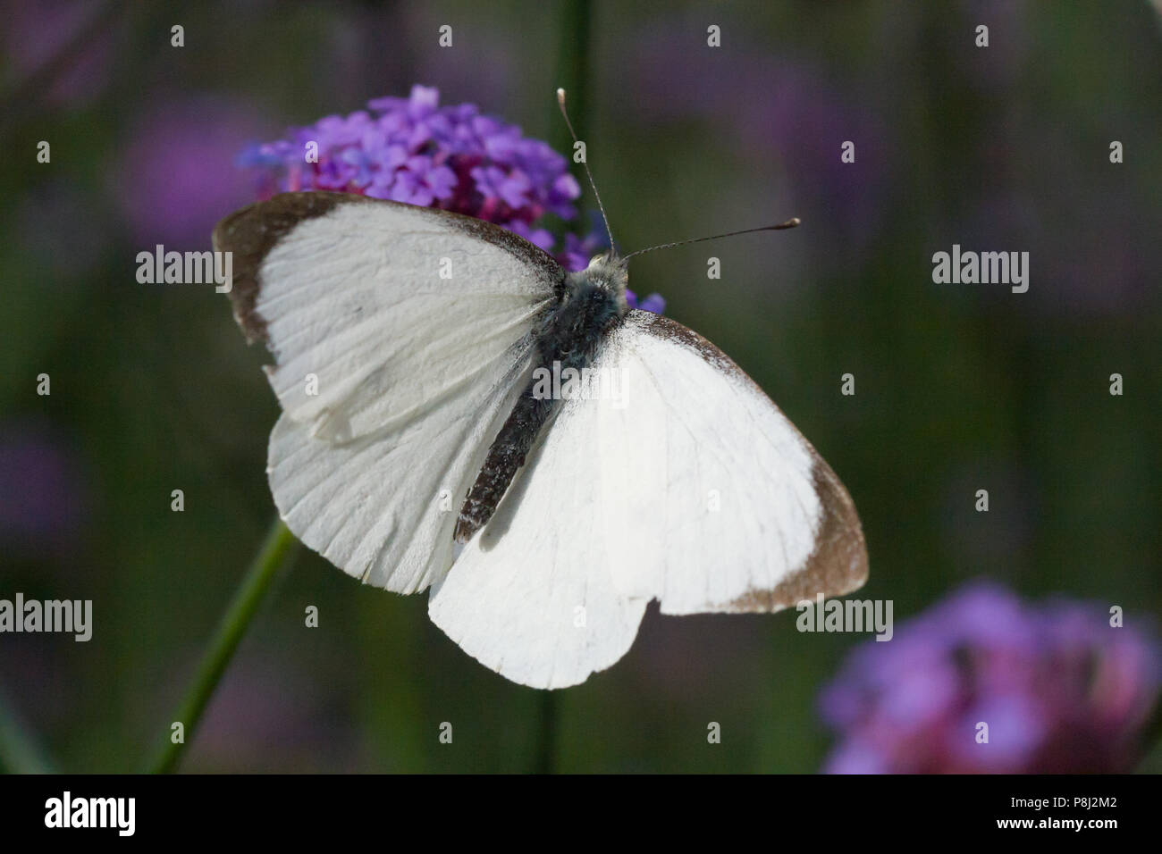 Large White, Pieris brassicae, UK, Europe Stock Photo - Alamy