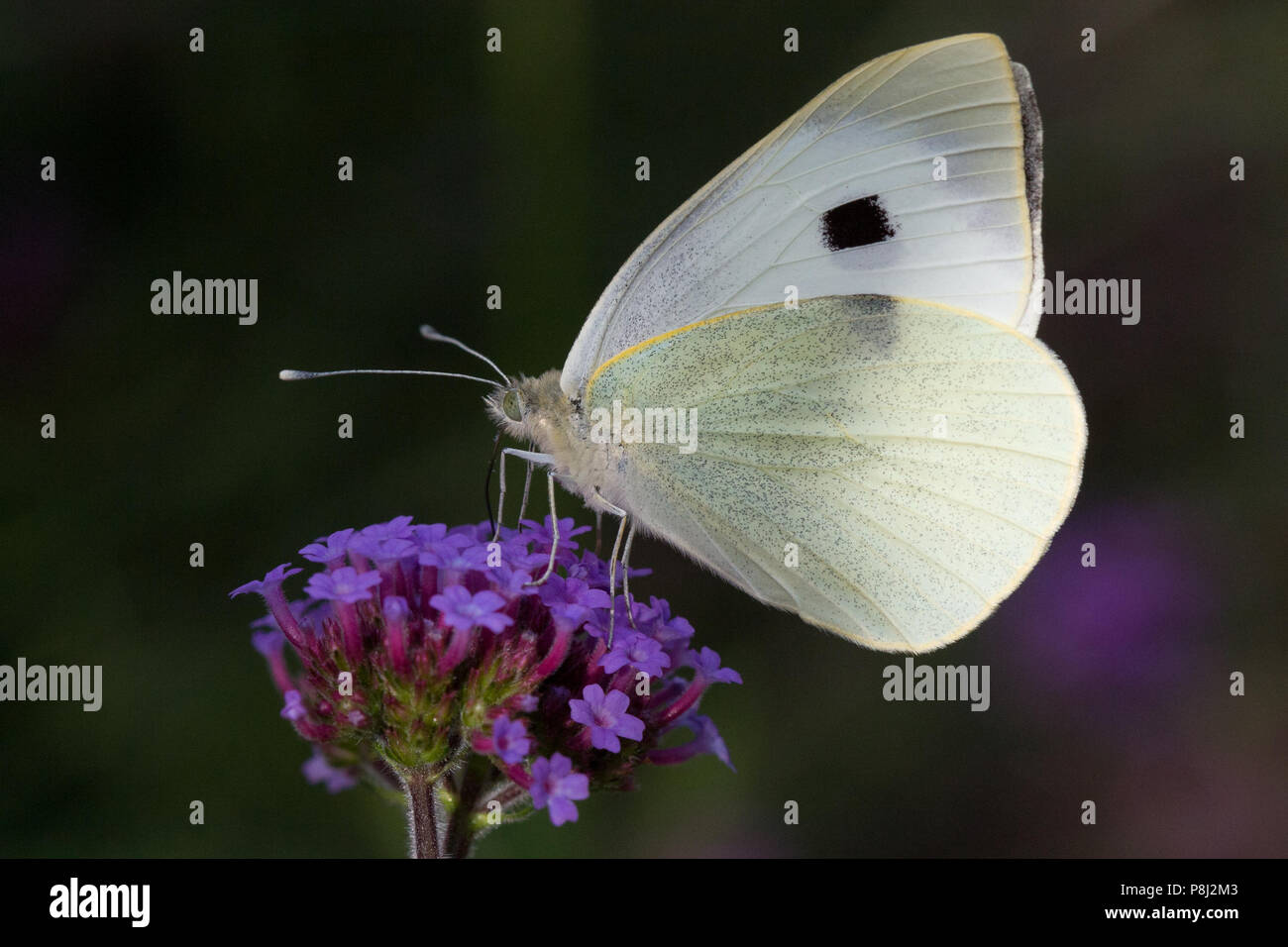 Large White, Pieris brassicae, UK, Europe Stock Photo - Alamy