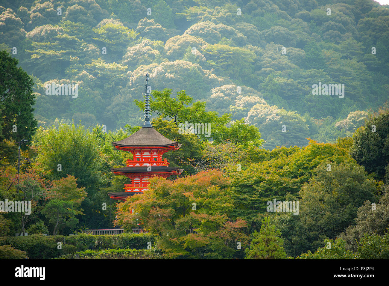 Japanese red pine trees hi-res stock photography and images - Alamy