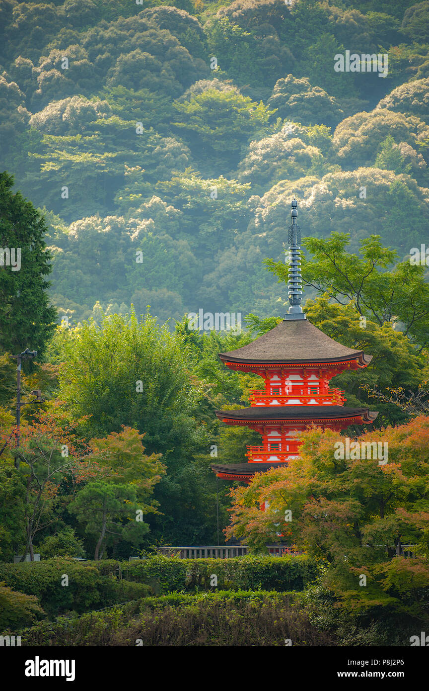 Japanese red pine trees hi-res stock photography and images - Alamy