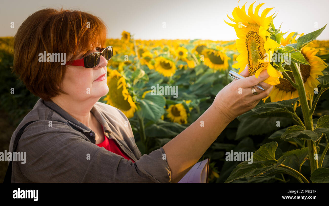Agronomist in sunflower hi-res stock photography and images - Alamy