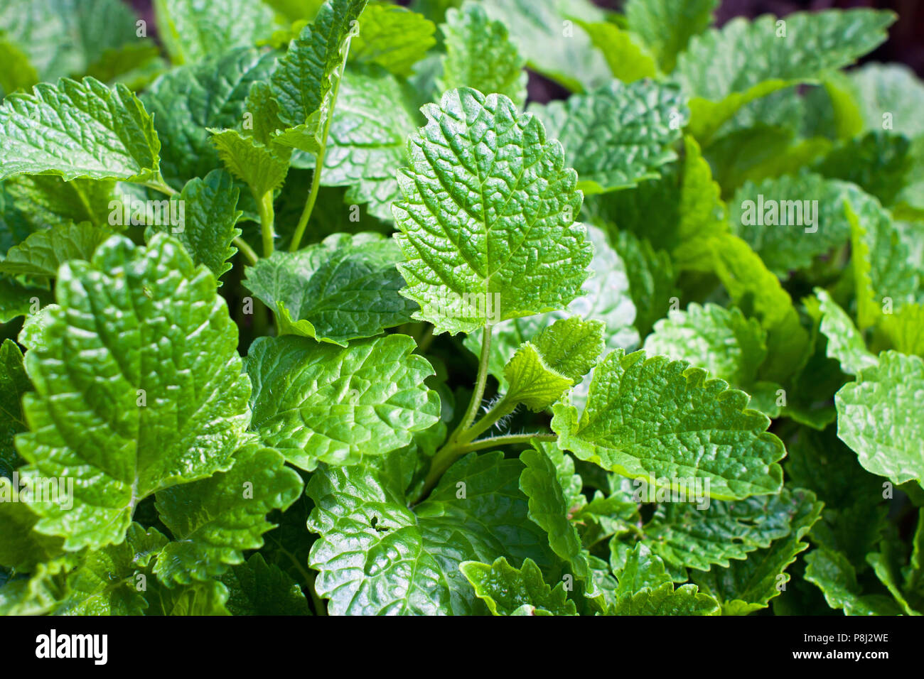 Mint plant grow hi-res stock photography and images - Alamy