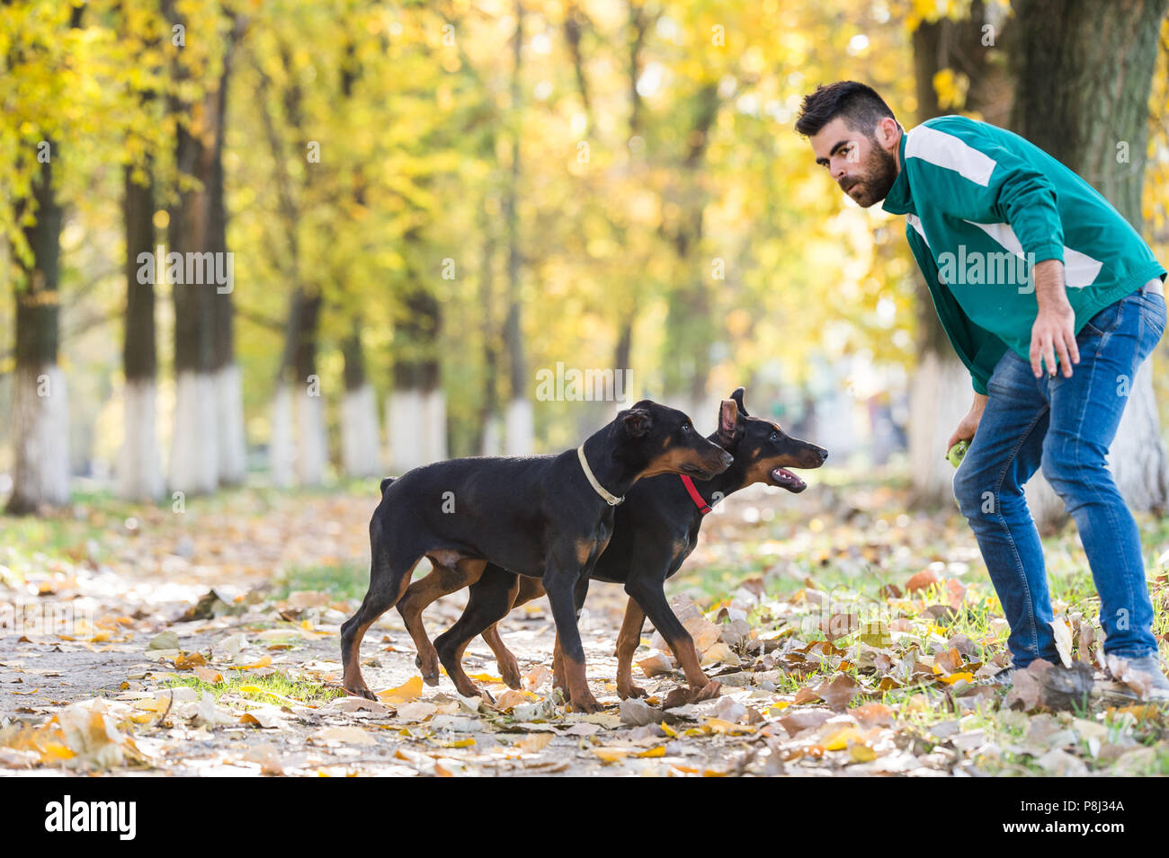 How Do You Train A Doberman Puppy