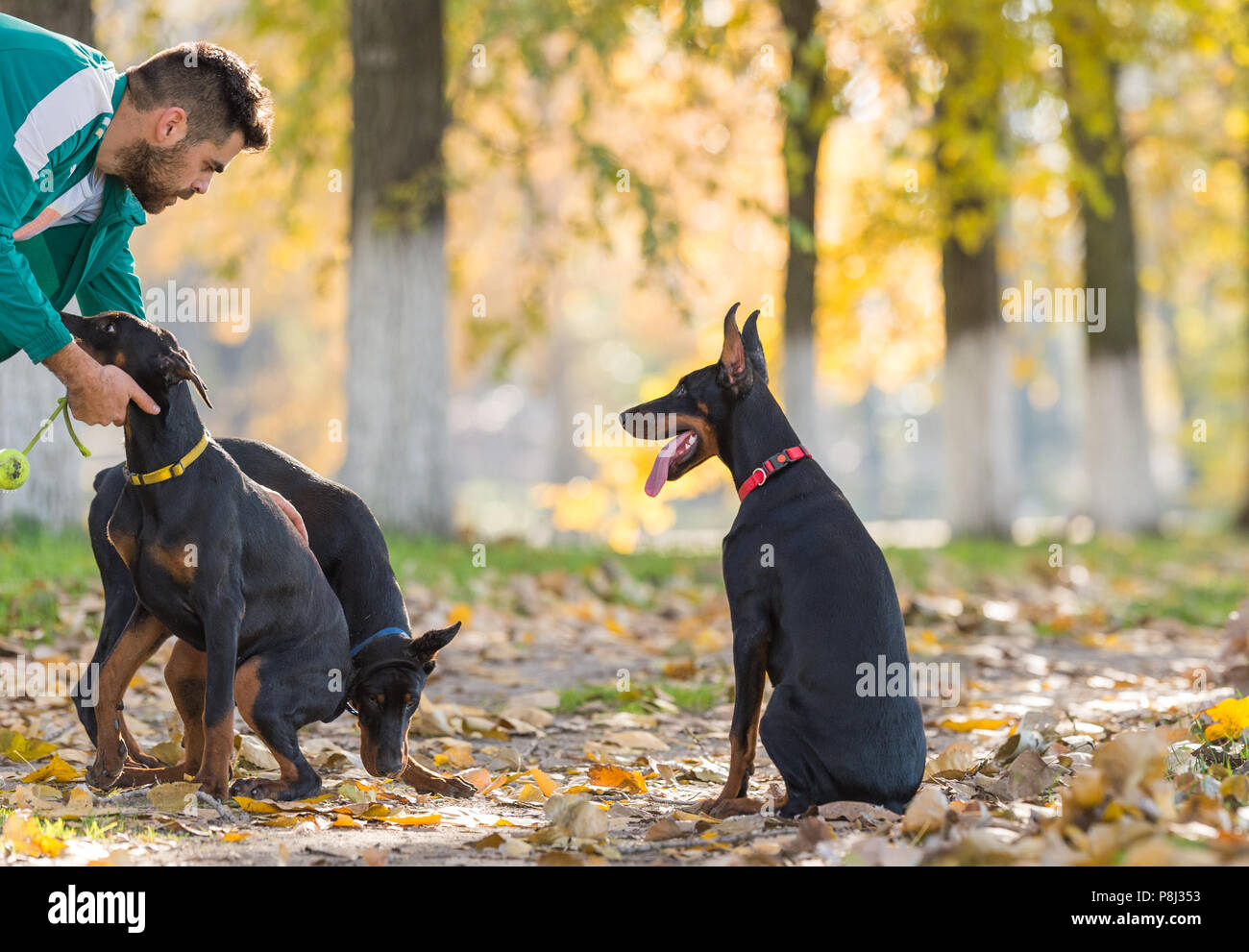 Doberman Pinscher with owner in training Stock Photo - Alamy