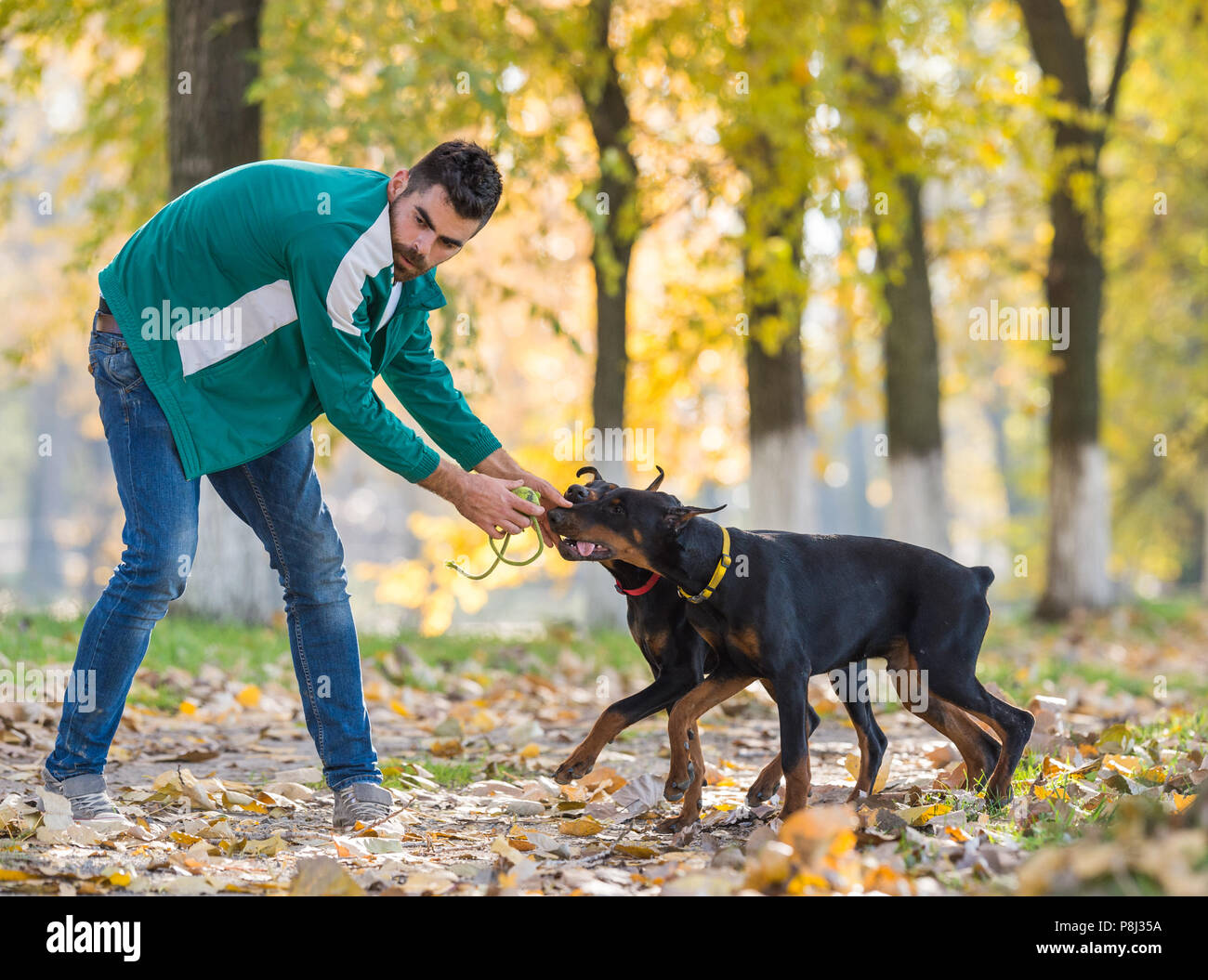 Doberman Pinscher with owner in training Stock Photo - Alamy