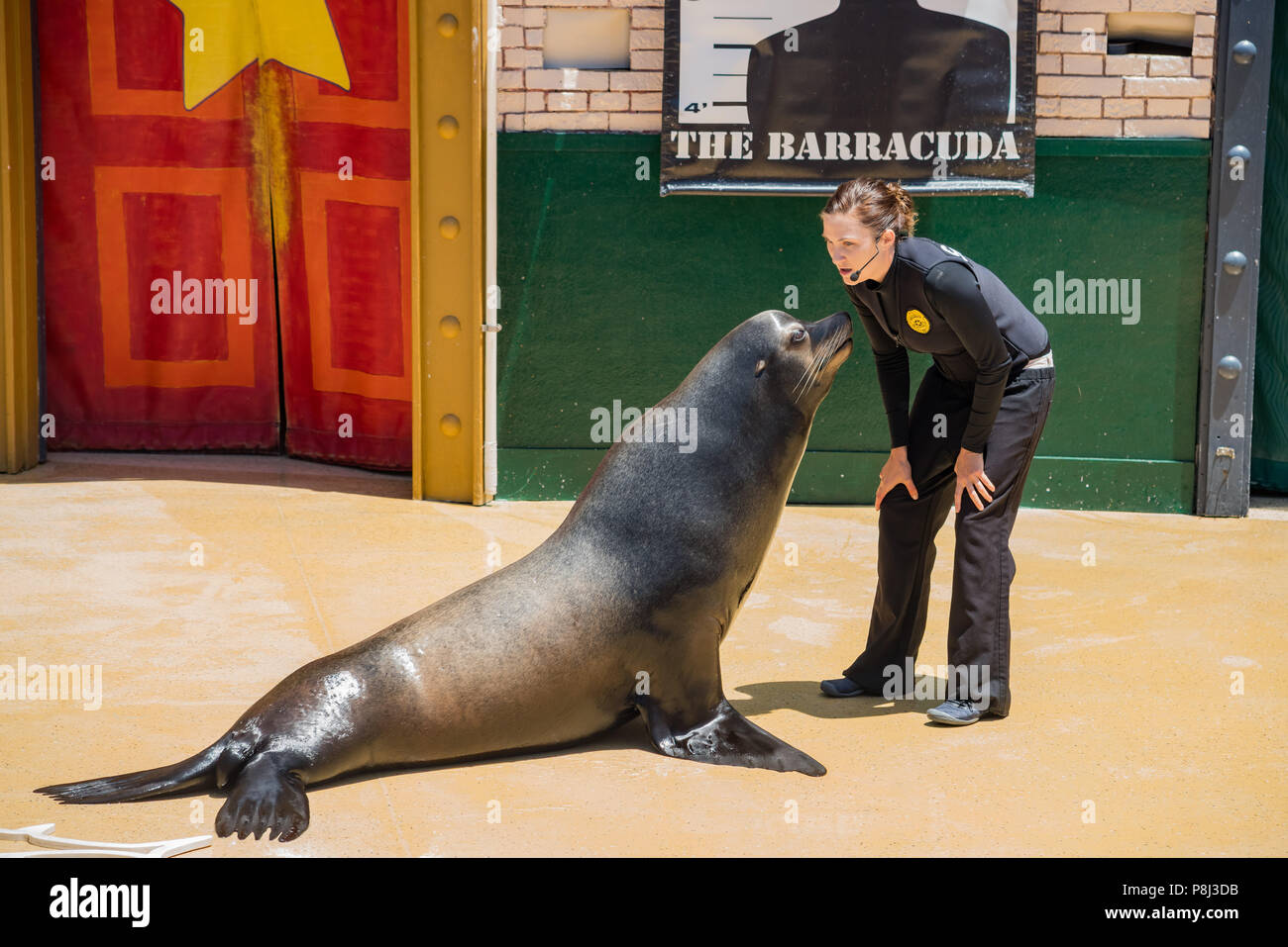 San Diego, JUN 27: Sea Lion and Otter Stadium show in the famous ...