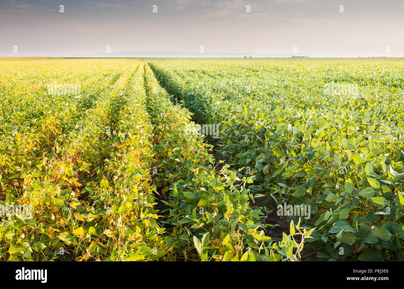 Soybean Field Rows in summer Stock Photo - Alamy