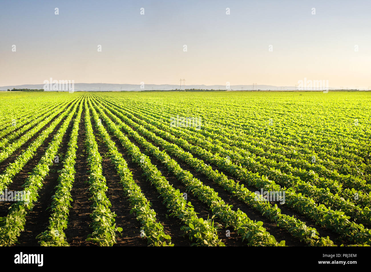 Soybean Field Rows in spring Stock Photo - Alamy