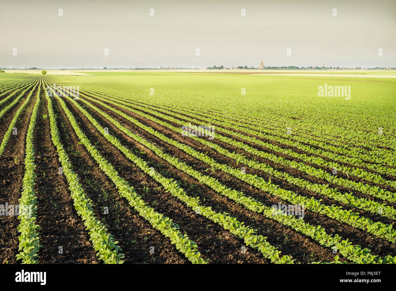 Soybean Field Rows in sunset Stock Photo - Alamy