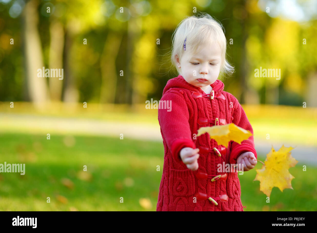 Baby red maple leaves hi-res stock photography and images - Alamy