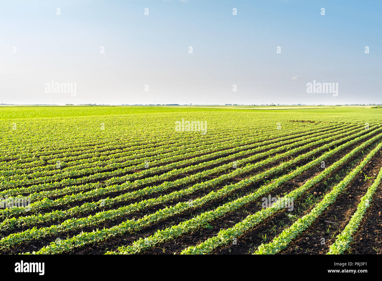 Soybean Field Rows in sunset Stock Photo - Alamy