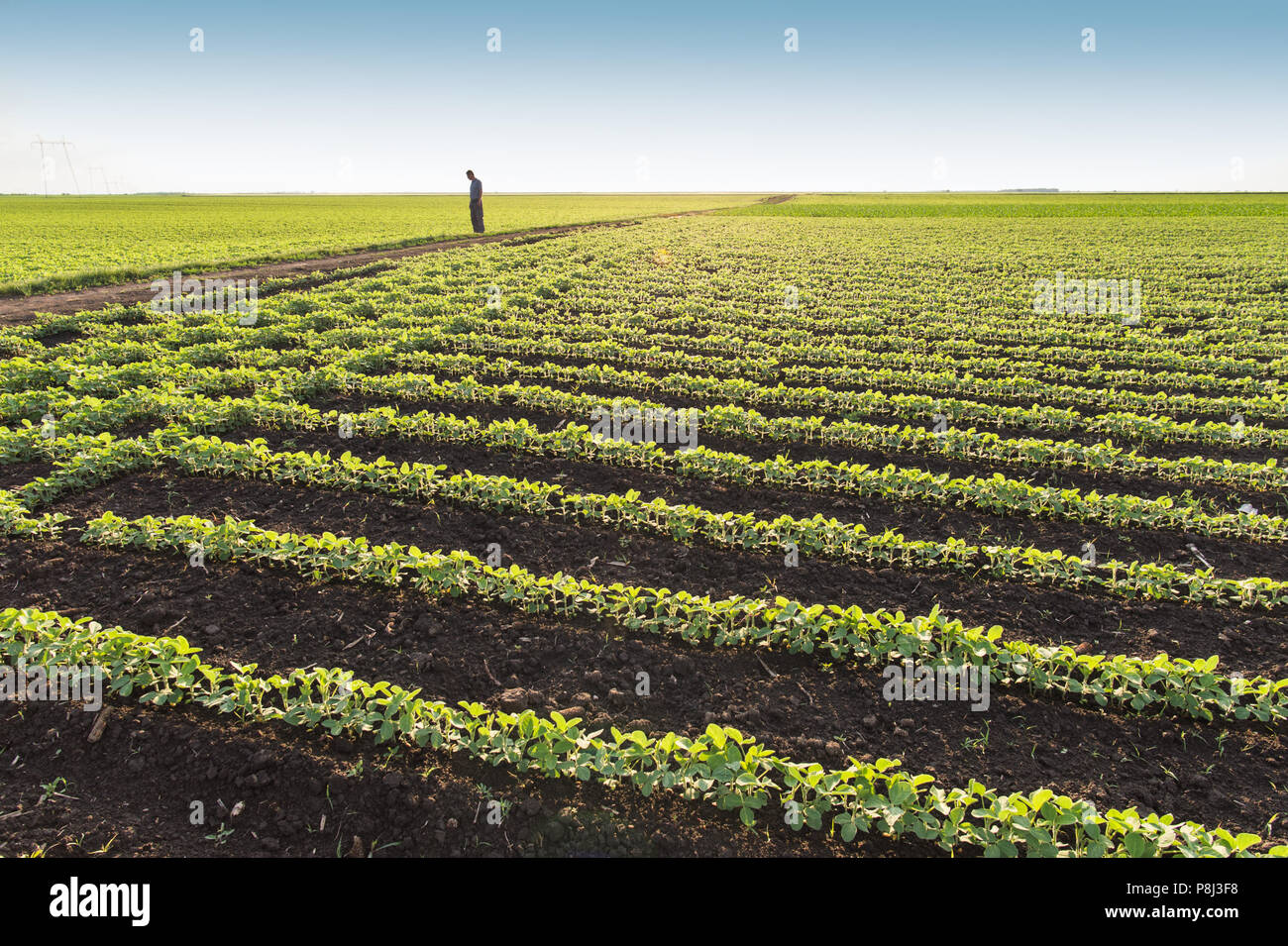 Soybean Field Rows in sunset Stock Photo - Alamy