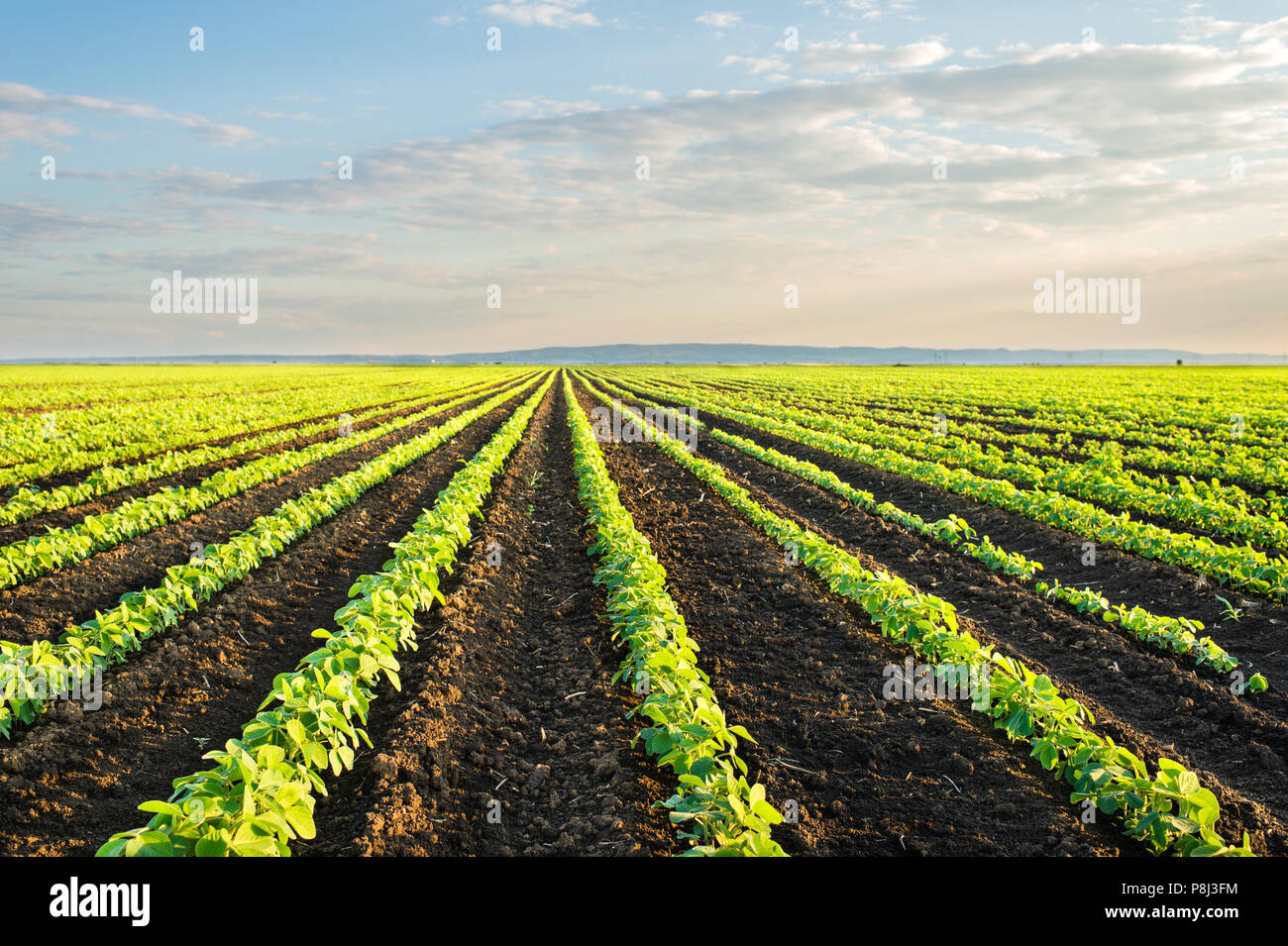 Soybean Field Rows in sunset Stock Photo - Alamy