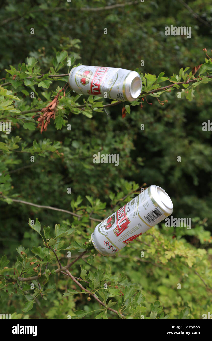 Empty drinks cans left on branches of trees, UK Stock Photo - Alamy