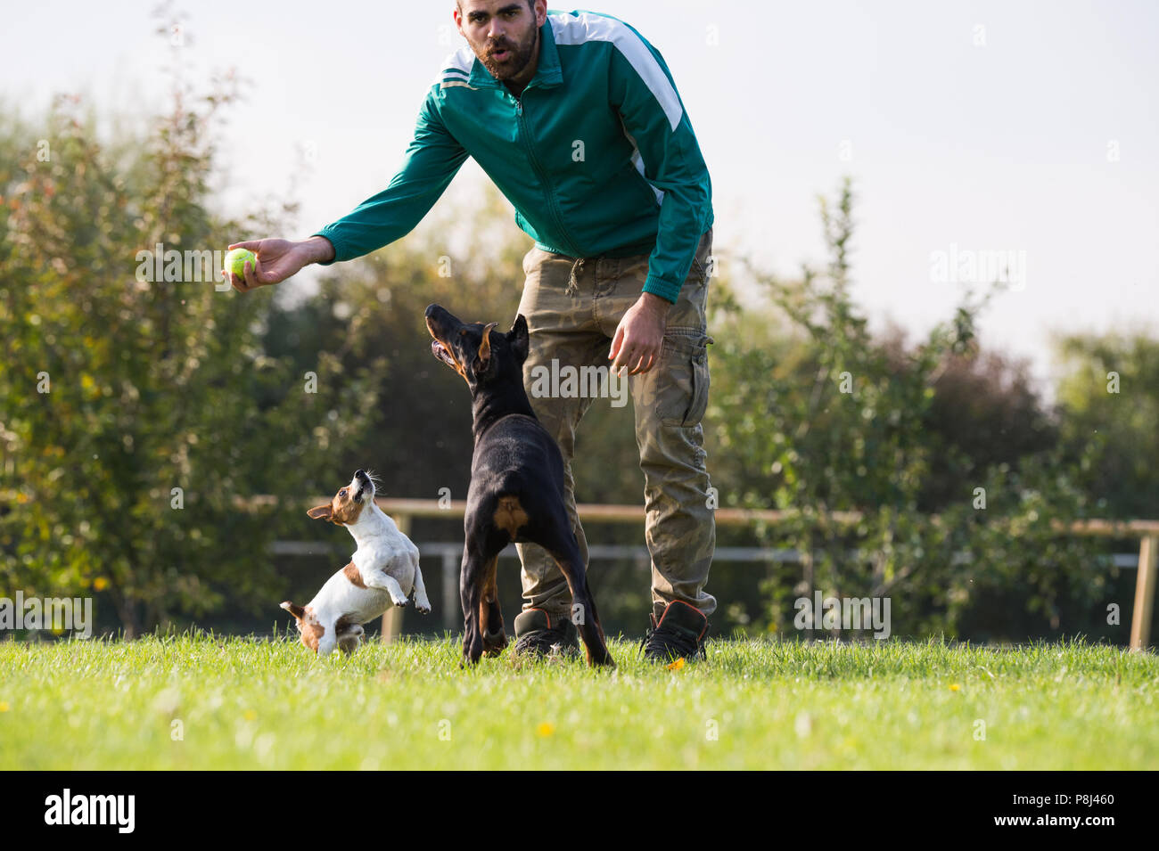 Doberman Pinscher with owner in training Stock Photo - Alamy