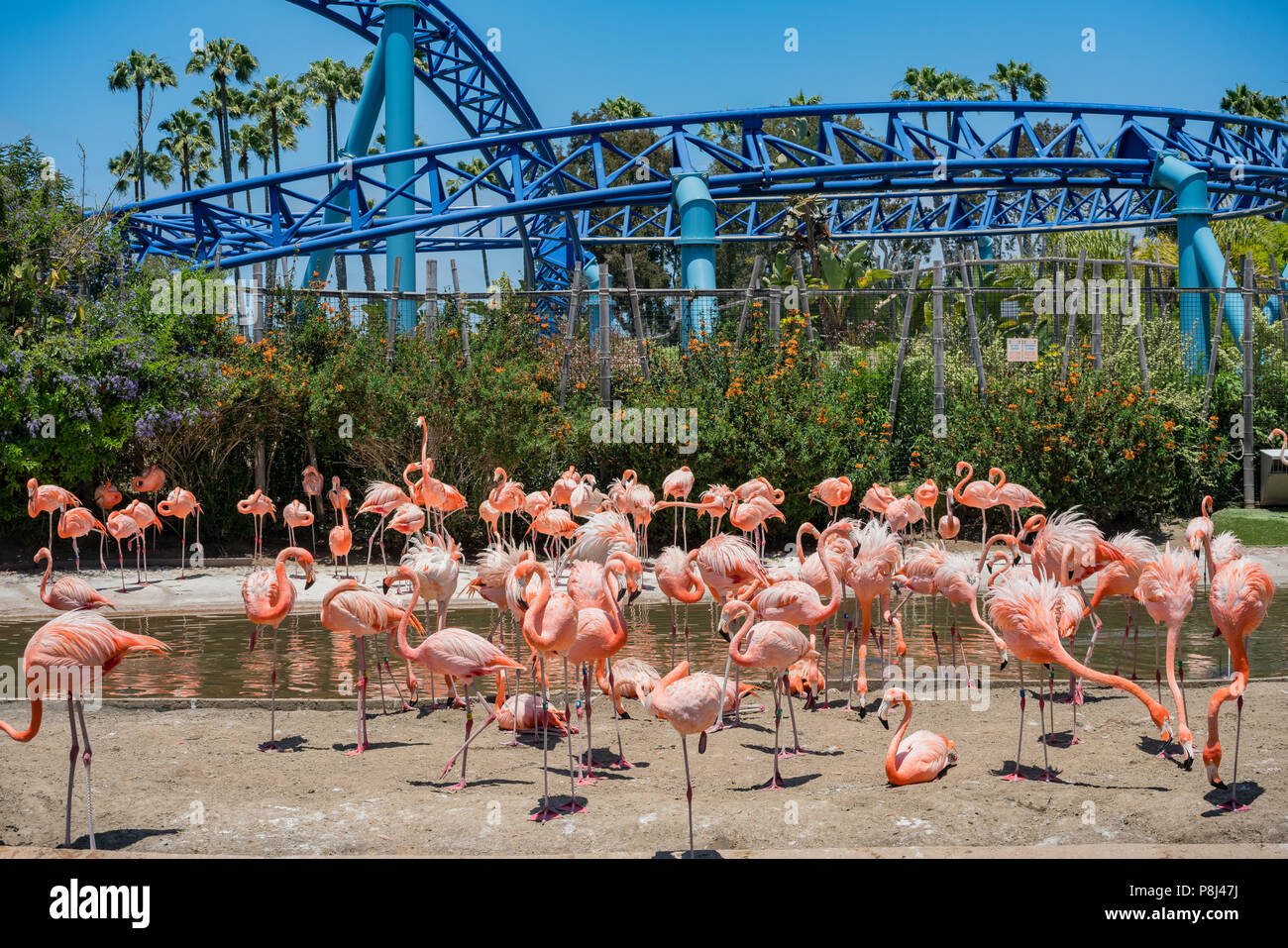 San Diego, JUN 27: Sea Group of Flamingos in the famous SeaWorld on JUN ...