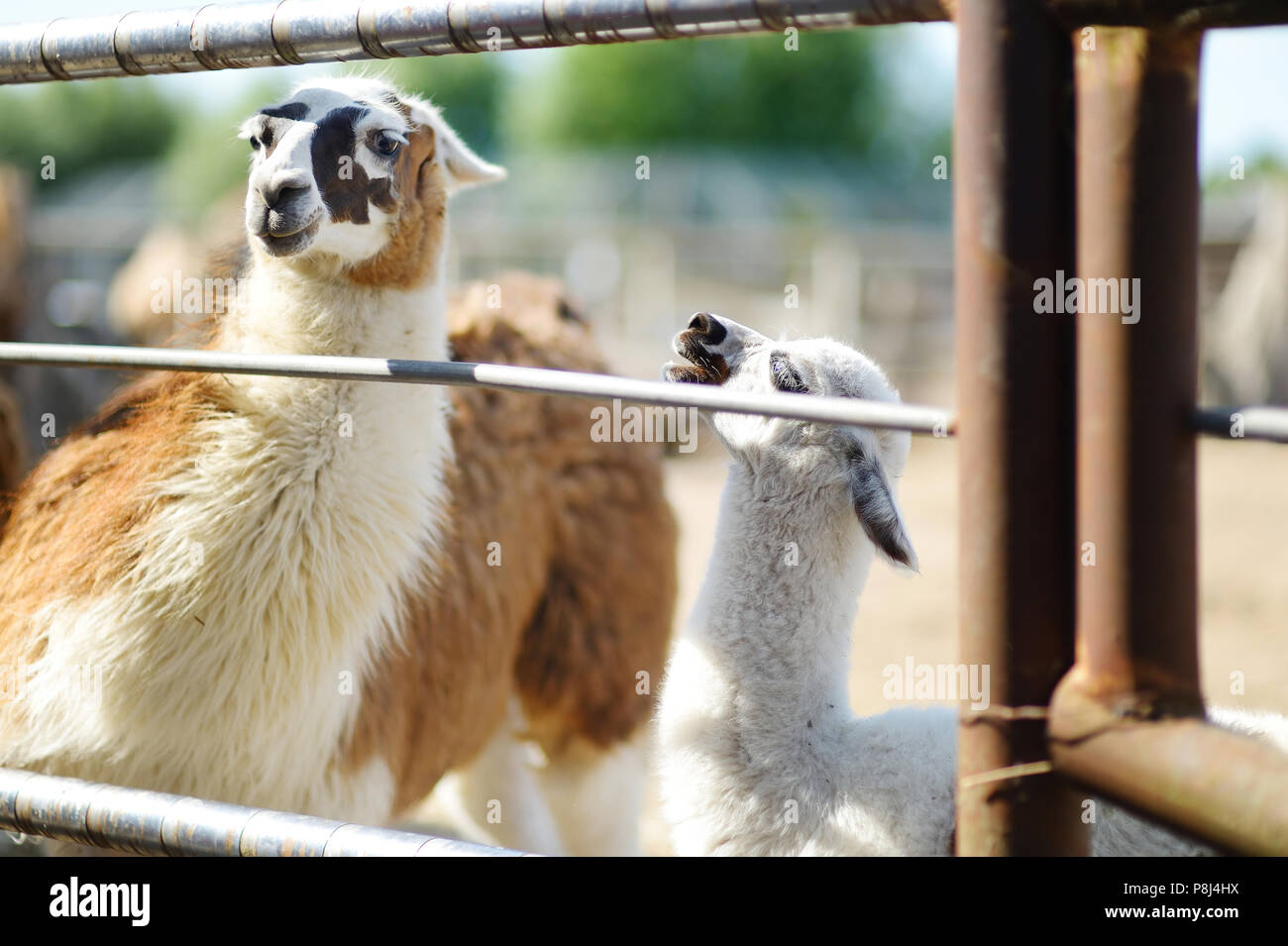 Baby llama hi-res stock photography and images - Alamy
